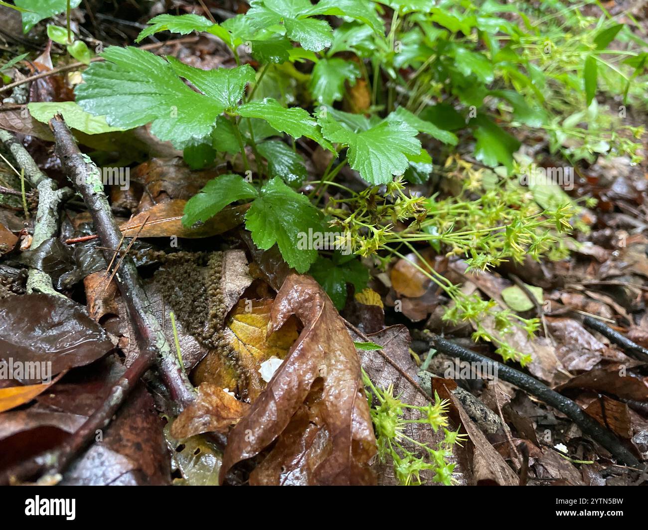 Appalachian barren-strawberry (Waldsteinia fragarioides Stock Photo - Alamy