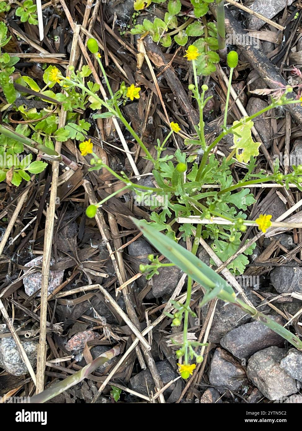 cursed crowfoot (Ranunculus sceleratus Stock Photo - Alamy