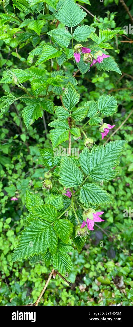 Salmonberry (Rubus spectabilis Stock Photo - Alamy