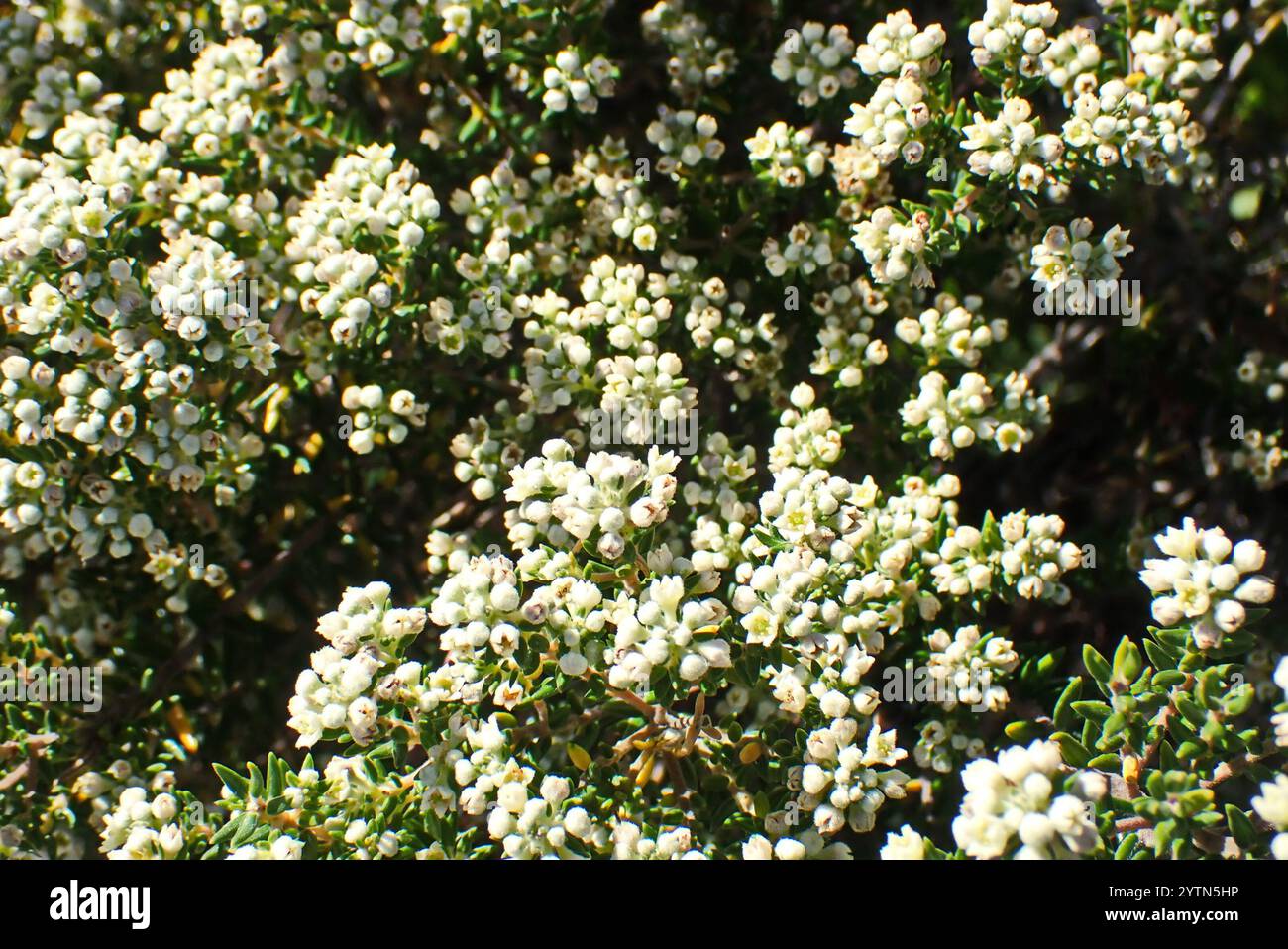 Flowery Hardleaf (Phylica axillaris maritima Stock Photo - Alamy