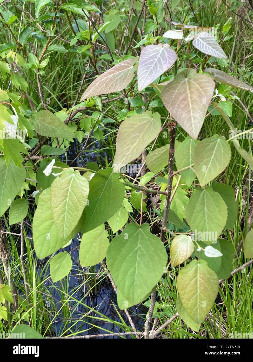 Swamp Cottonwood (Populus heterophylla Stock Photo - Alamy