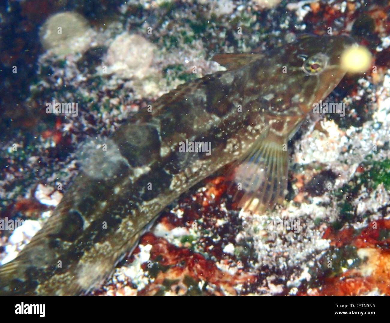 Super klipfish hi-res stock photography and images - Alamy