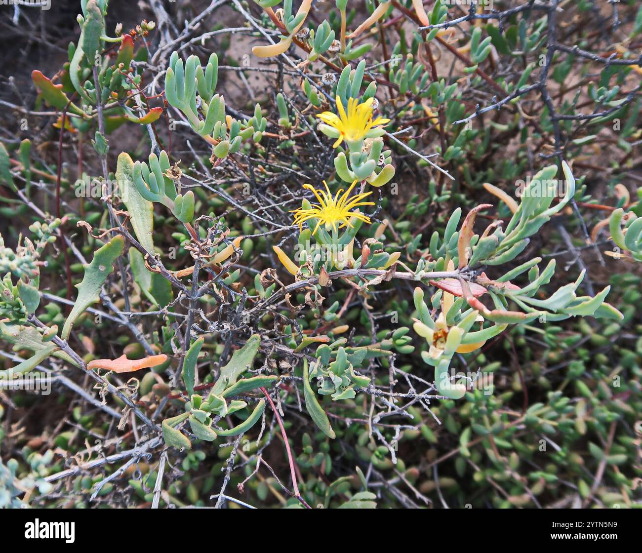 rocky point ice plant (Malephora lutea Stock Photo - Alamy