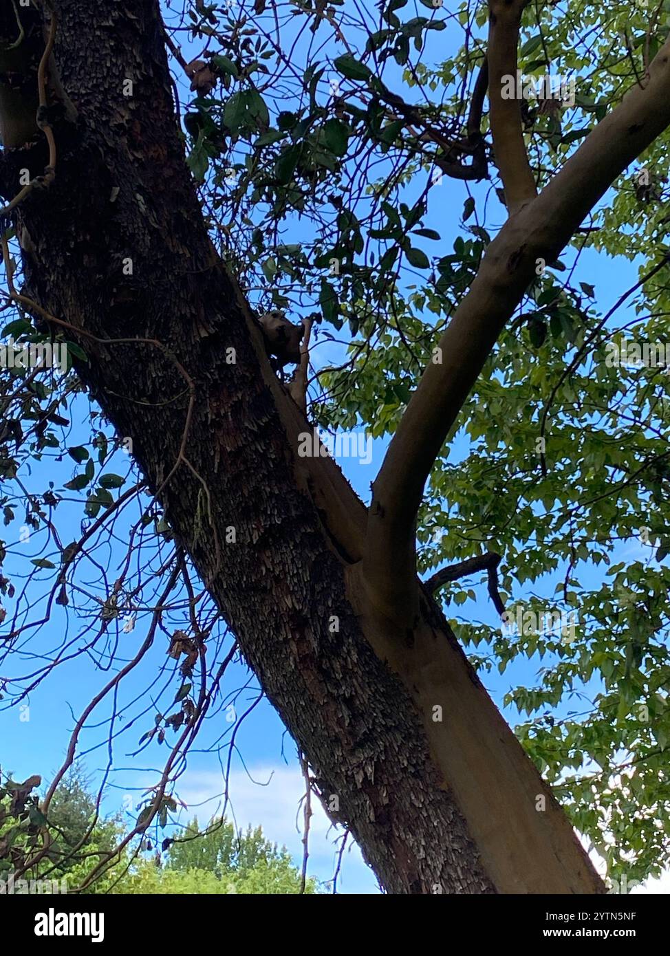 Pacific madrone (Arbutus menziesii Stock Photo - Alamy