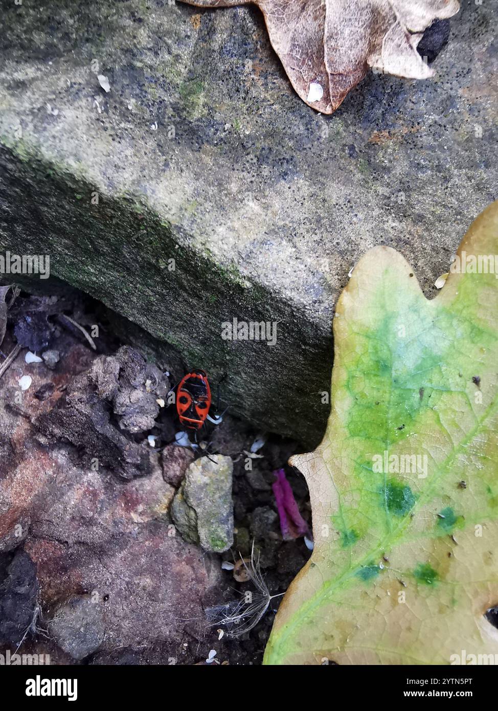 European Firebug (Pyrrhocoris apterus Stock Photo - Alamy