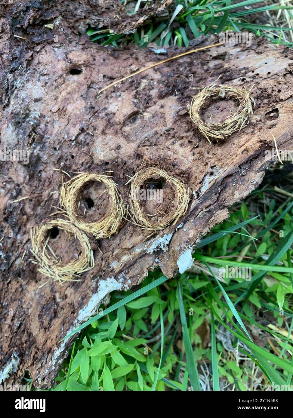 Ribbed Pine Borer (Rhagium inquisitor Stock Photo - Alamy