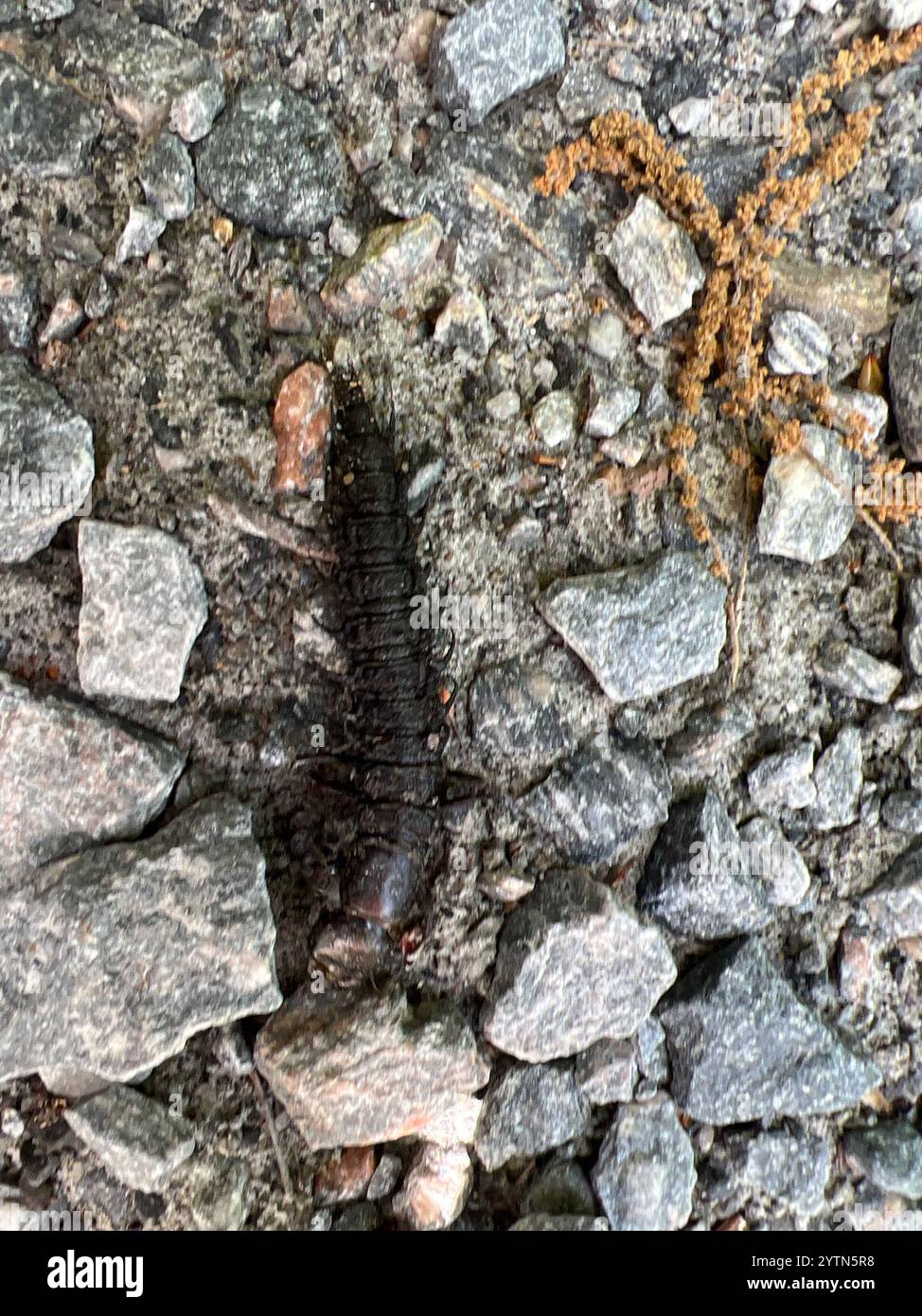 Eastern Dobsonfly (Corydalus cornutus Stock Photo - Alamy