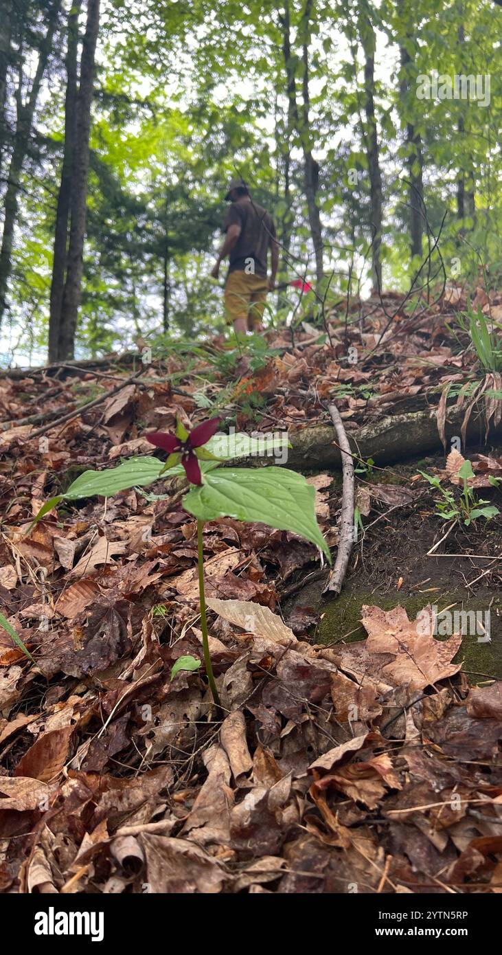 red trillium (Trillium erectum Stock Photo - Alamy