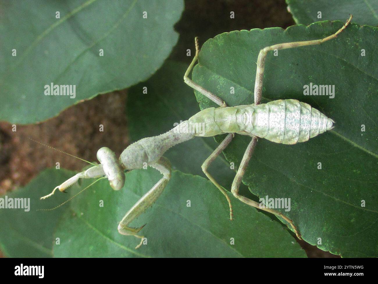 Wide-armed Mantis (Cilnia humeralis Stock Photo - Alamy