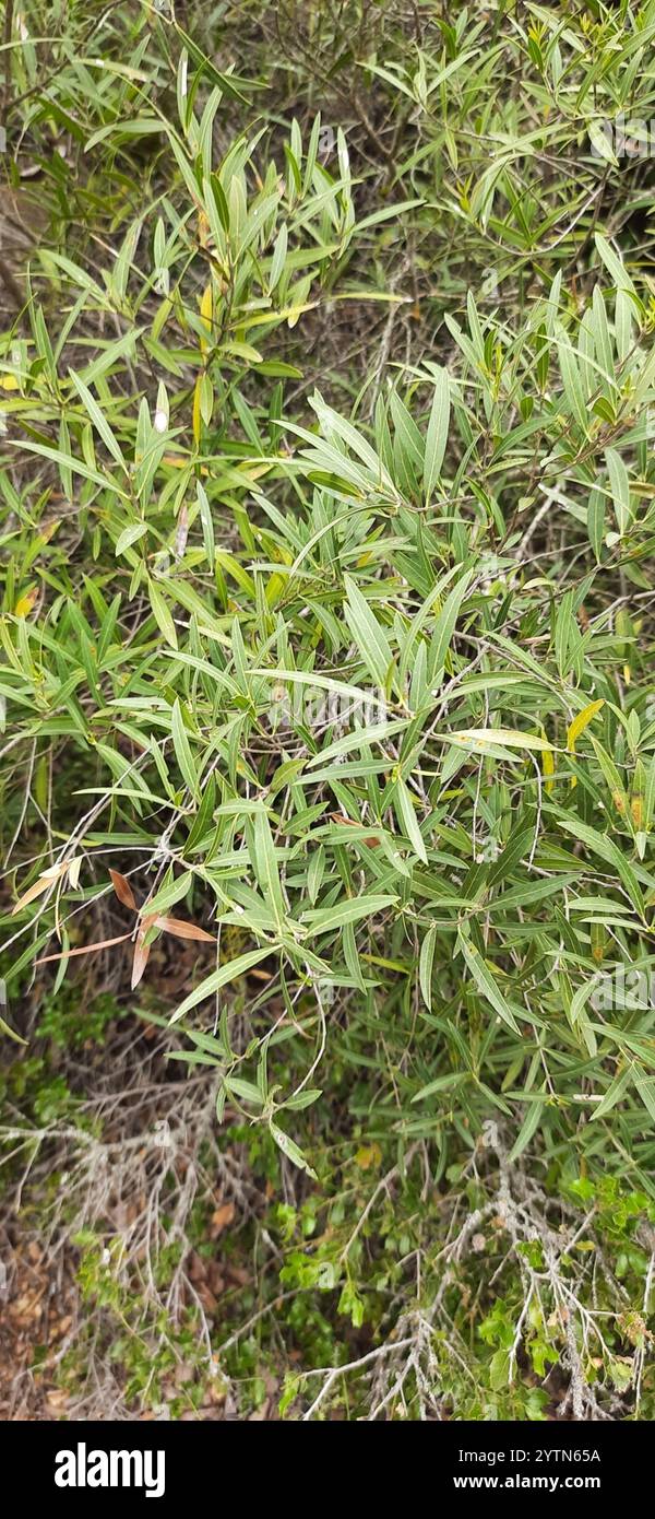 Narrow-leaved mock privet (Phillyrea angustifolia Stock Photo - Alamy