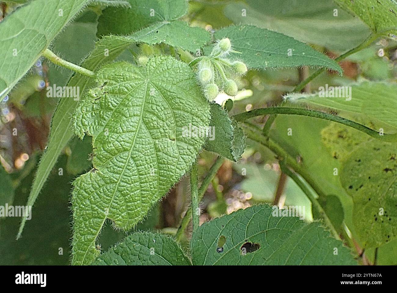 African hemp sparrmannia africana hi-res stock photography and images ...