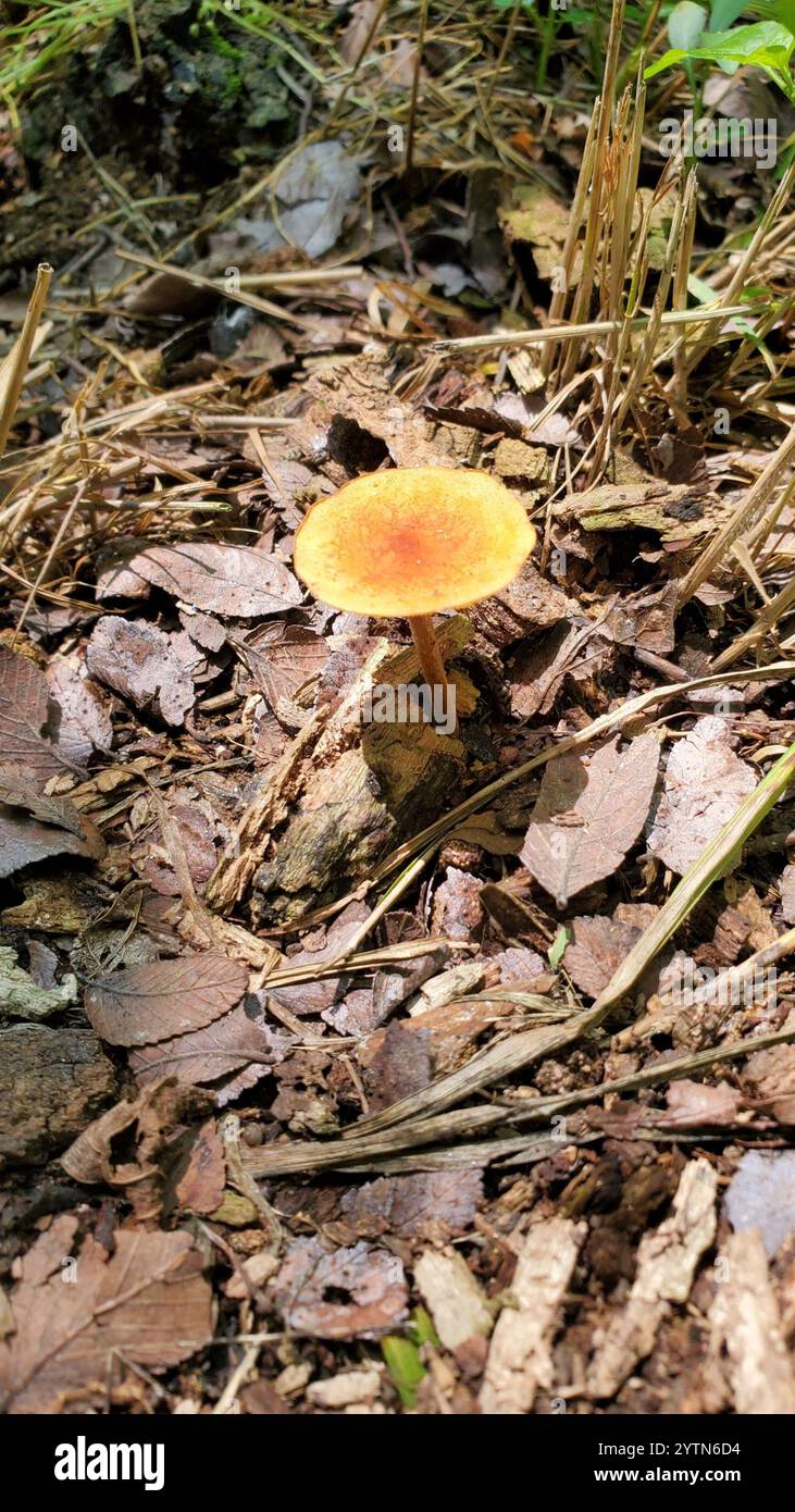 Orange Faint Foot Mushroom (Heimiomyces tenuipes Stock Photo - Alamy