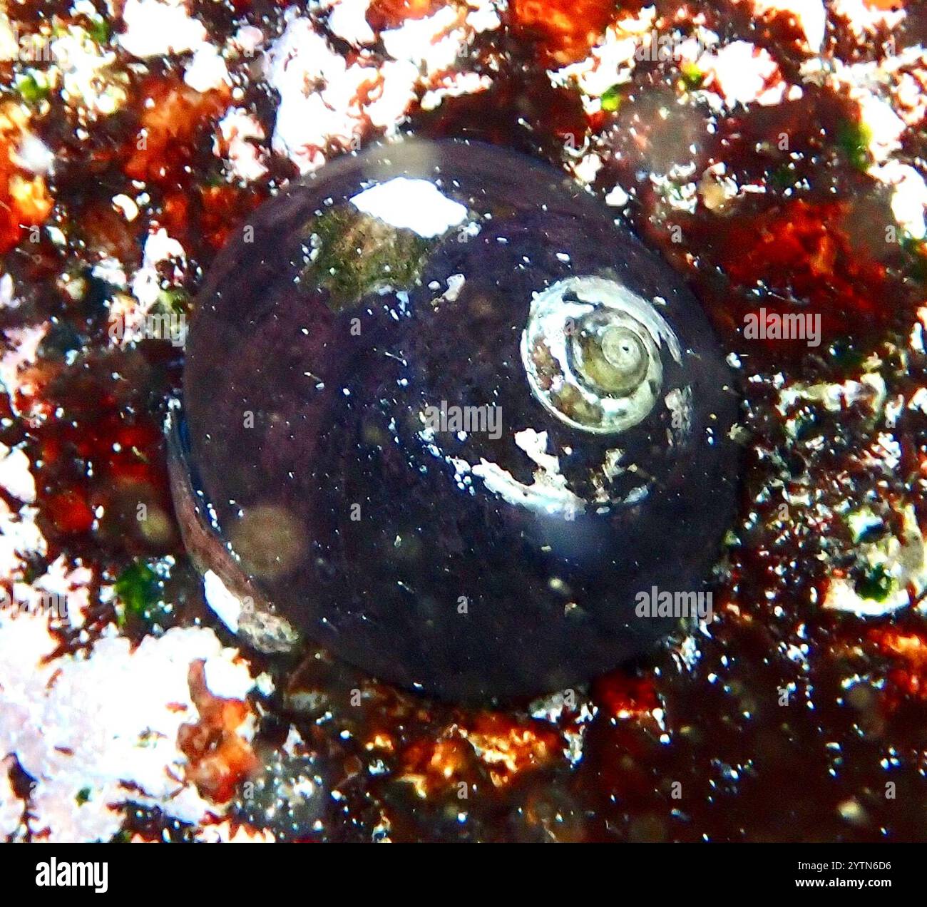 Pinklip Topshell (Oxystele sinensis Stock Photo - Alamy