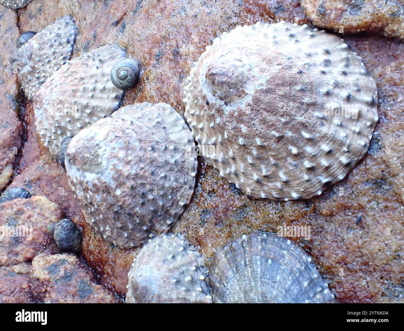 Granular Limpet (Scutellastra granularis Stock Photo - Alamy