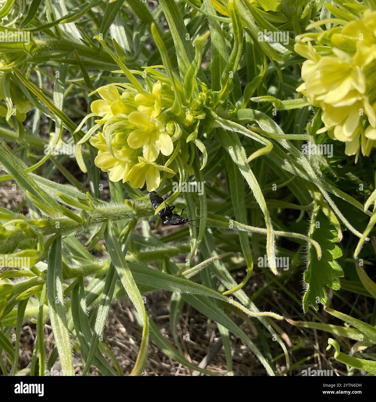 Click Beetles (Elateridae Stock Photo - Alamy