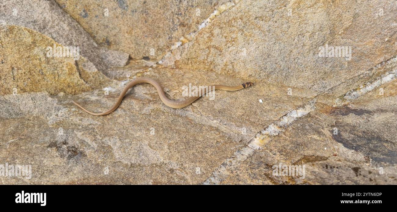 Eastern Brown Snake (Pseudonaja textilis Stock Photo - Alamy