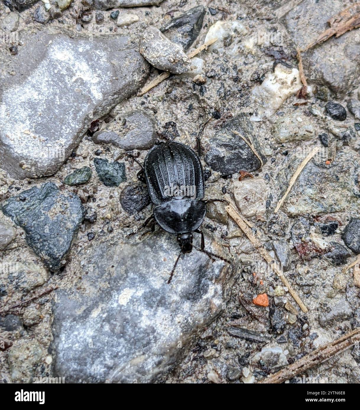 Black snail beetle (Phosphuga atrata Stock Photo - Alamy