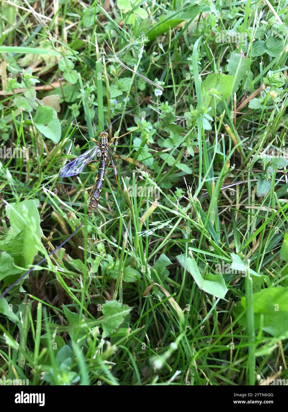 Long-tailed Giant Ichneumonid Wasp (Megarhyssa macrurus macrurus Stock ...