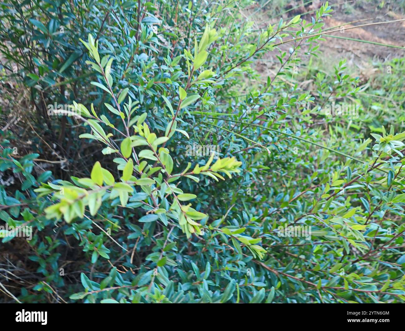 African Boxwood (Myrsine africana Stock Photo - Alamy