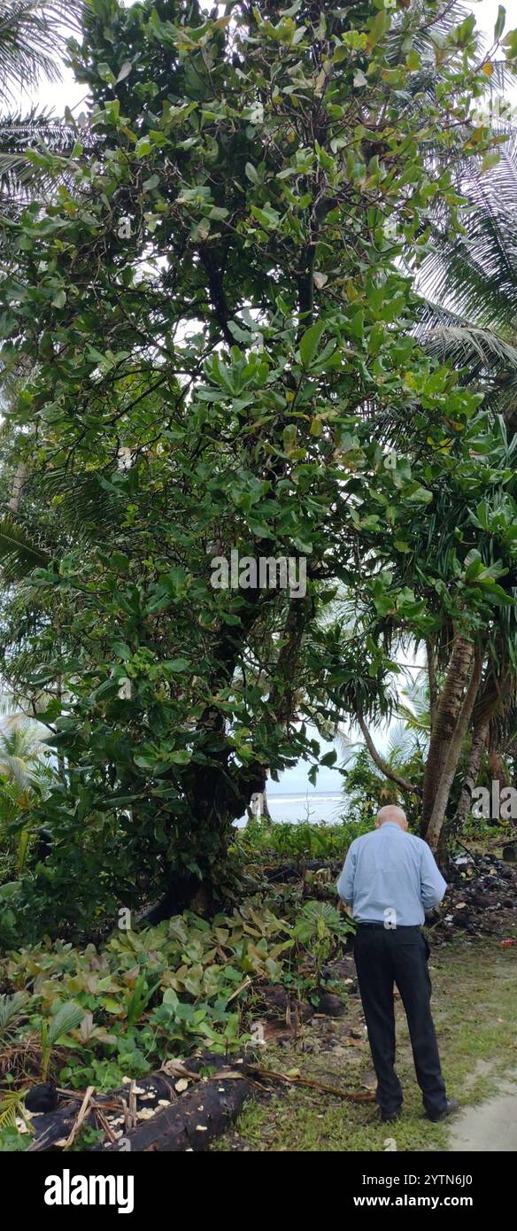 Fish Poison Tree (Barringtonia asiatica Stock Photo - Alamy