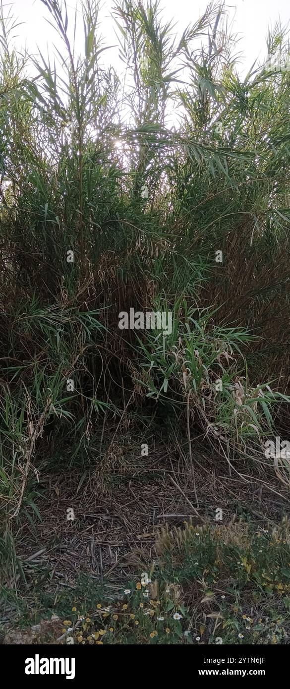 giant reed (Arundo donax Stock Photo - Alamy