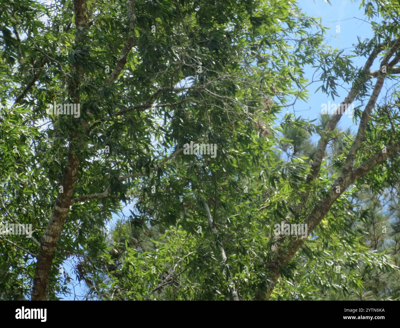 willow oak (Quercus phellos Stock Photo - Alamy