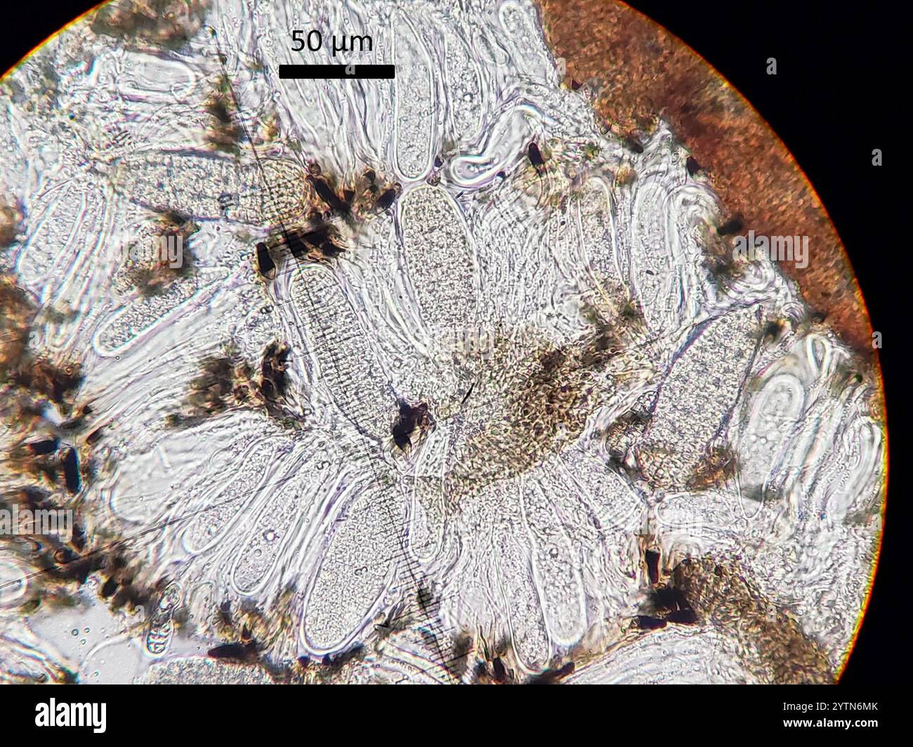 Lopadium hi-res stock photography and images - Alamy