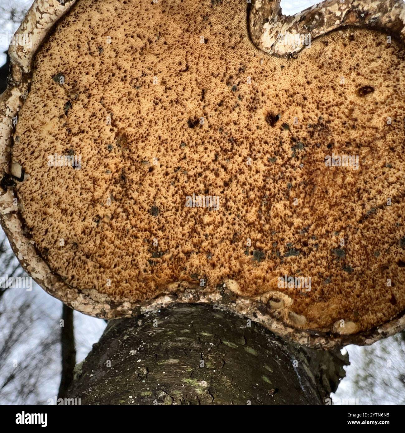 birch polypore (Fomitopsis betulina Stock Photo - Alamy