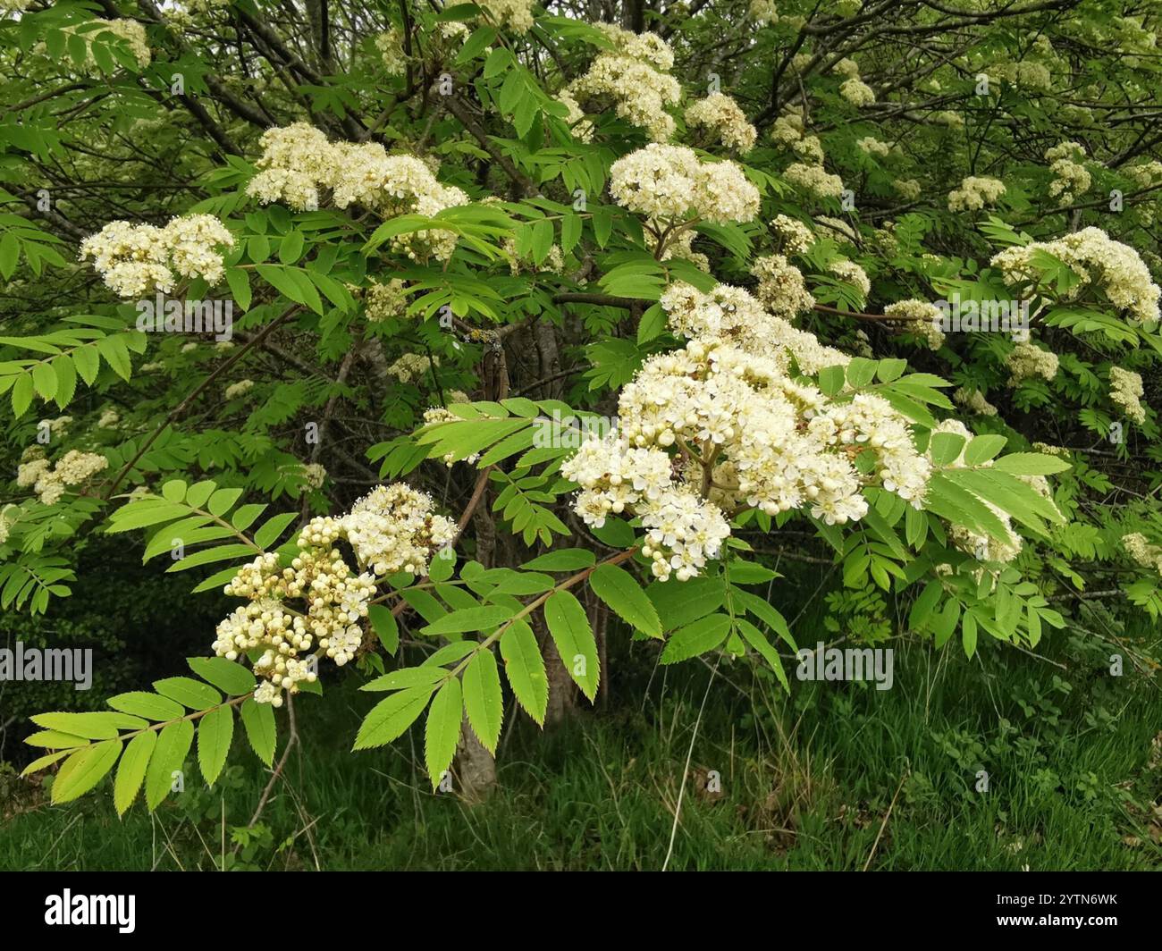 European mountain ash (Sorbus aucuparia Stock Photo - Alamy