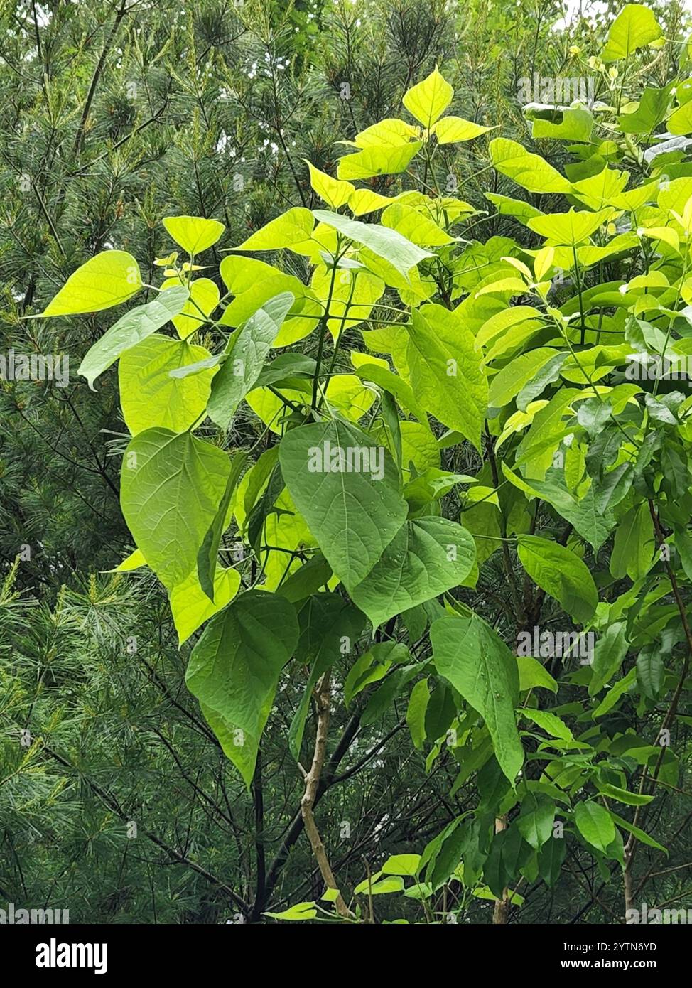 princess tree (Paulownia tomentosa Stock Photo - Alamy