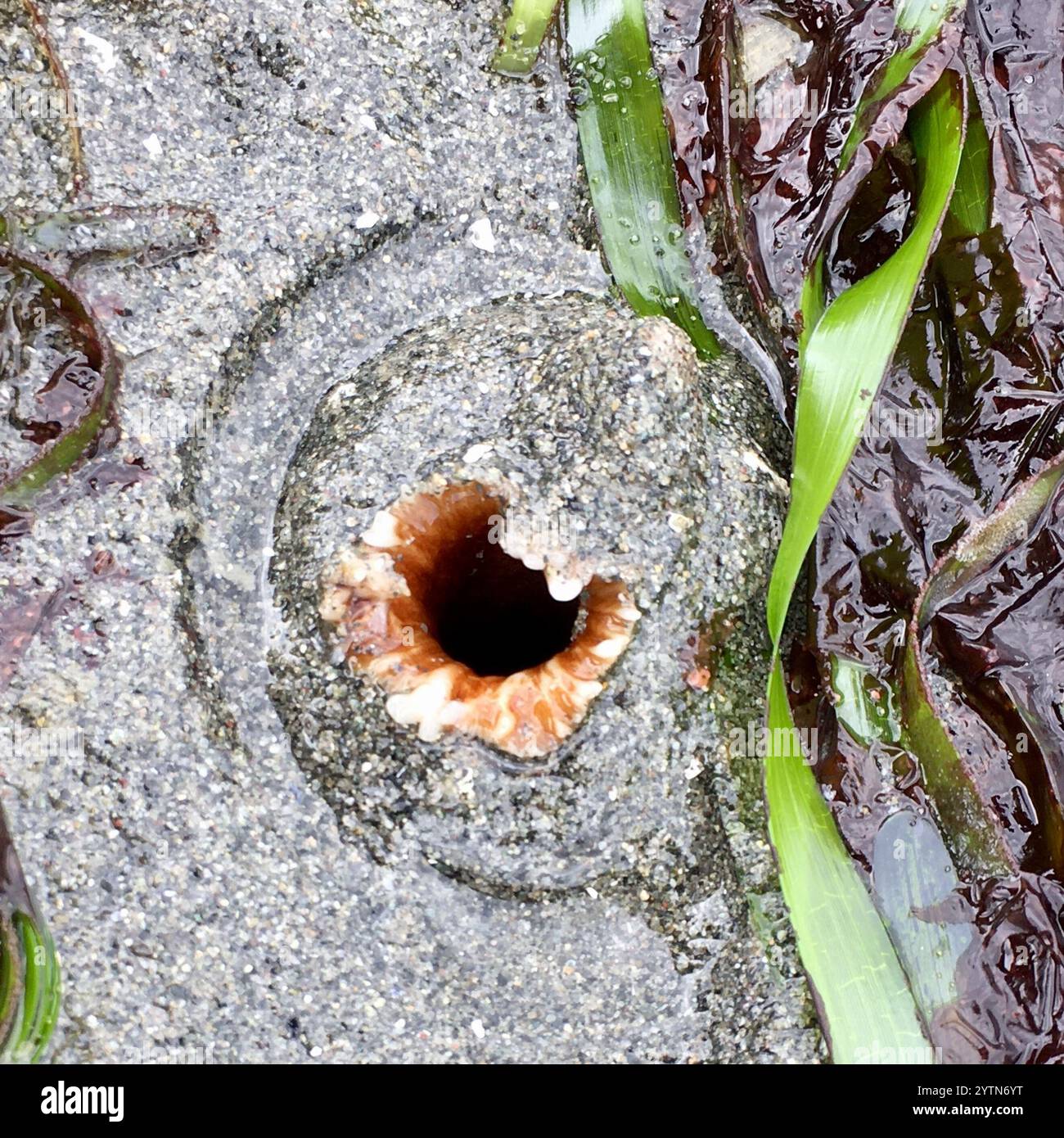 Rough piddock hi-res stock photography and images - Alamy