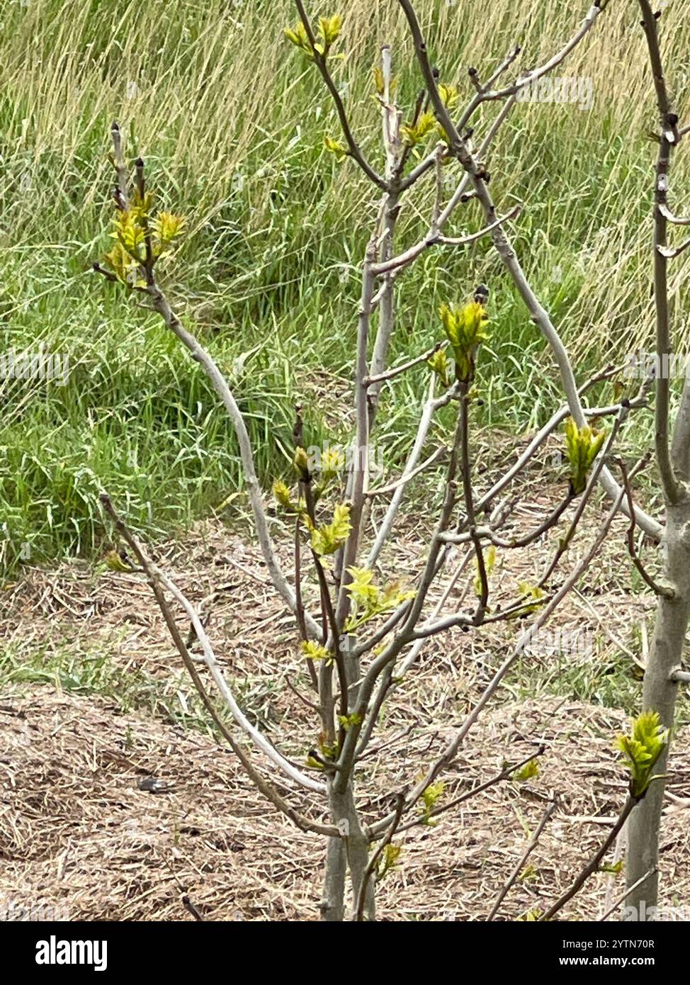 European ash (Fraxinus excelsior Stock Photo - Alamy