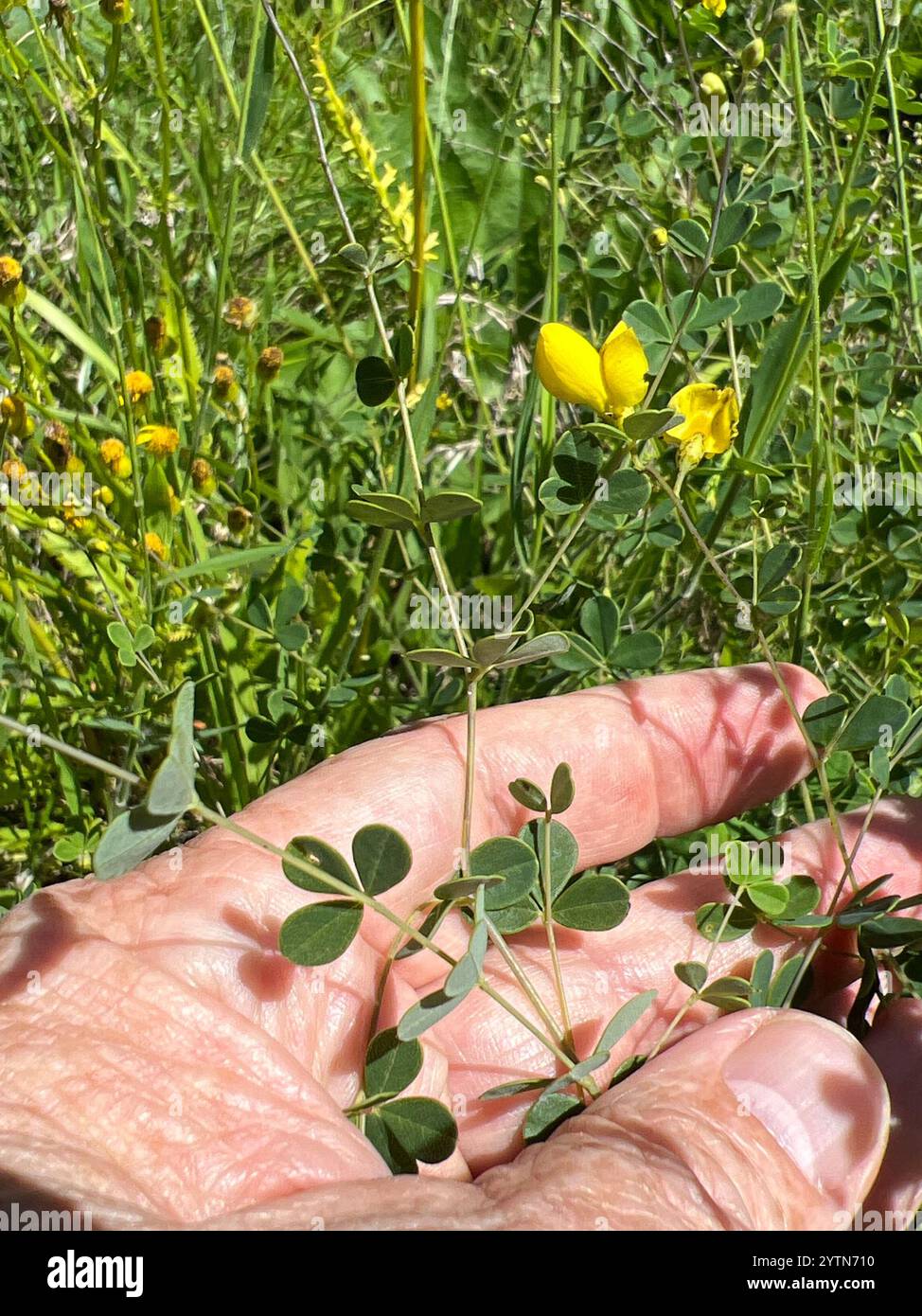 eastern wild indigo (Baptisia tinctoria Stock Photo - Alamy