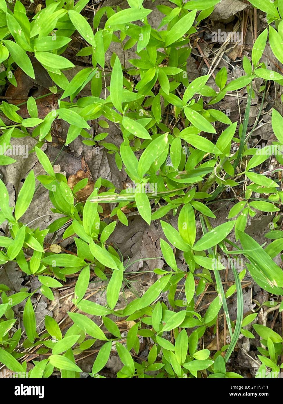 Japanese stiltgrass (Microstegium vimineum Stock Photo - Alamy