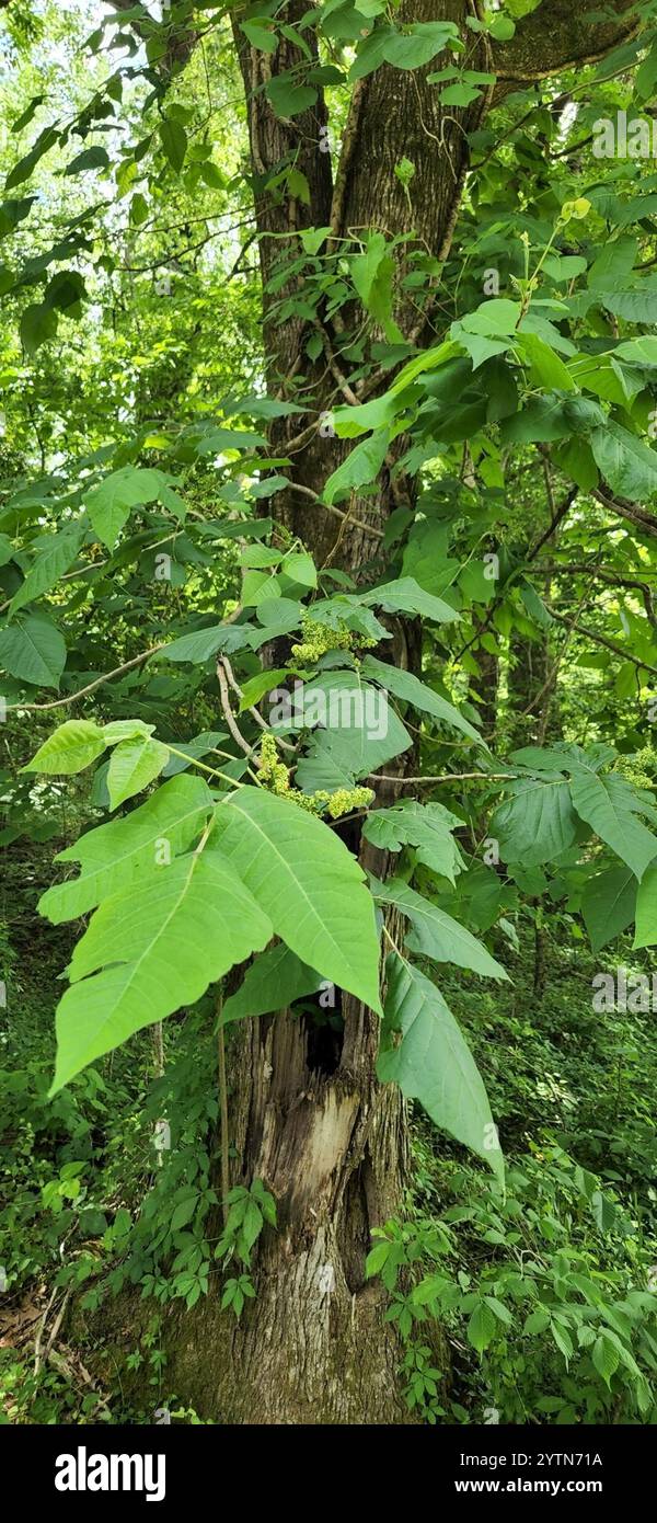 eastern poison ivy (Toxicodendron radicans Stock Photo - Alamy