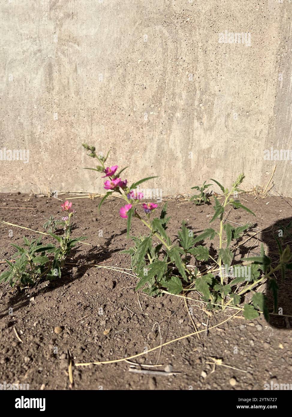 narrowleaf globemallow (Sphaeralcea angustifolia Stock Photo - Alamy
