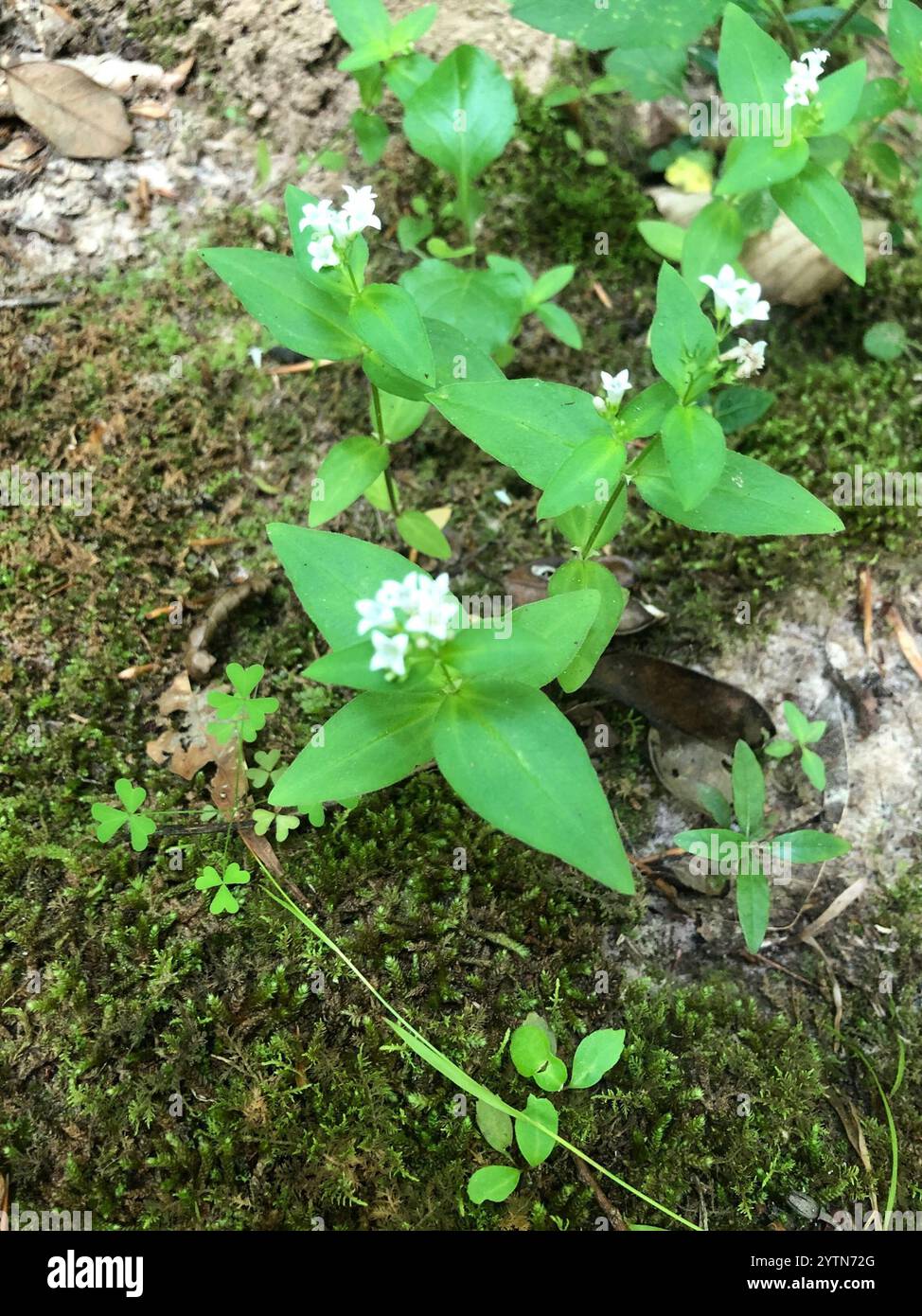 summer bluet (Houstonia purpurea Stock Photo - Alamy
