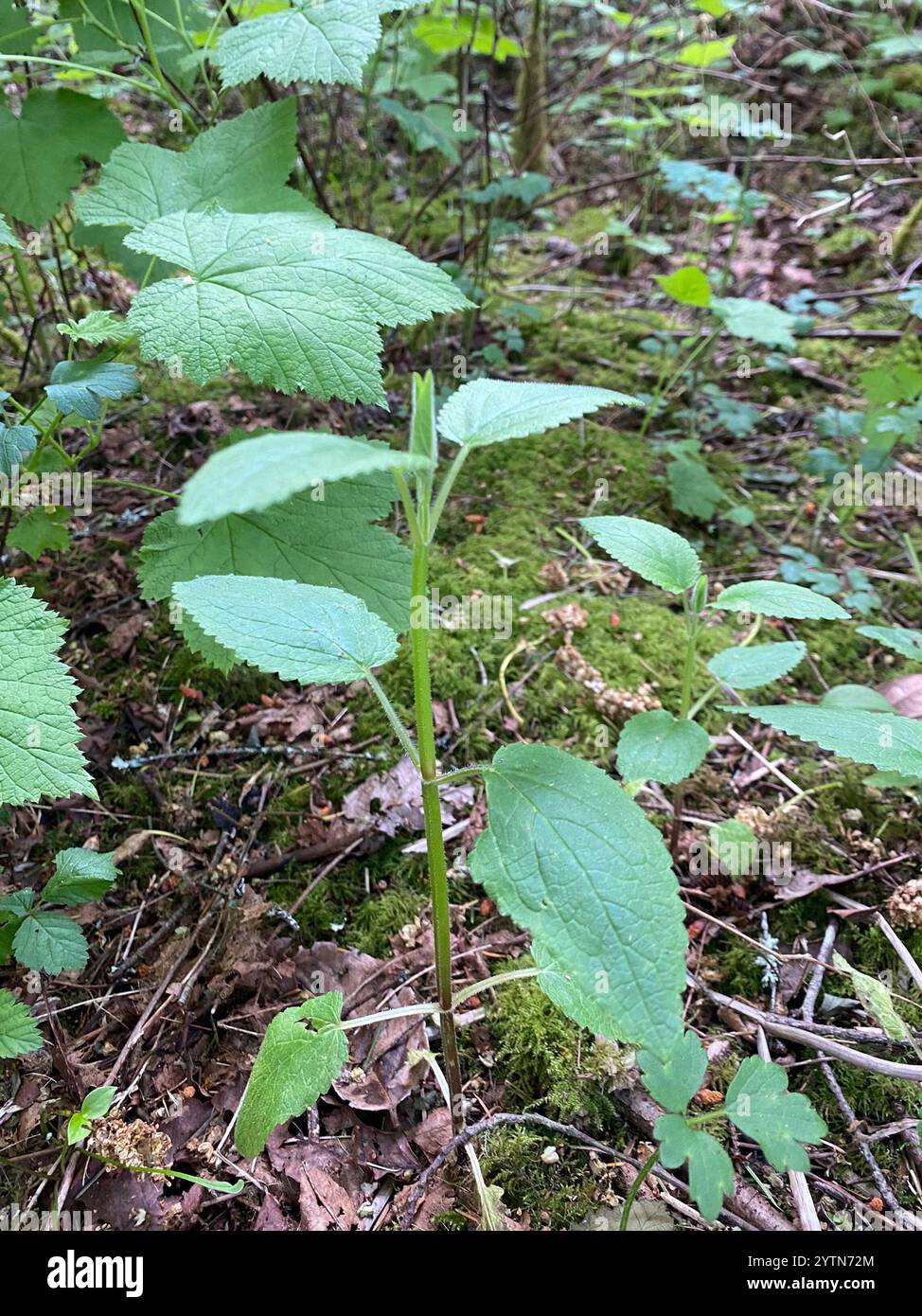 Coastal Hedge-nettle (Stachys chamissonis Stock Photo - Alamy