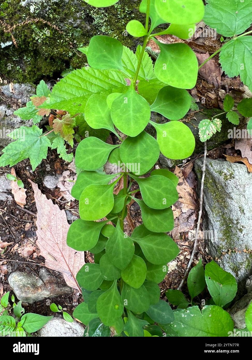 Japanese barberry (Berberis thunbergii Stock Photo - Alamy