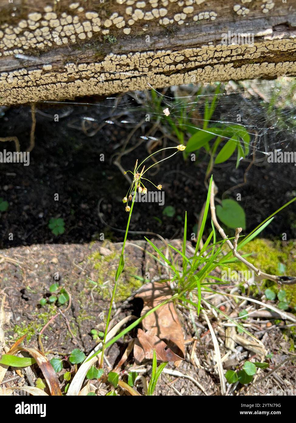 hairy woodrush (Luzula acuminata Stock Photo - Alamy