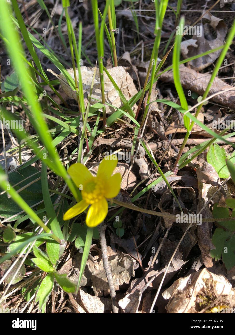 Early Buttercup (Ranunculus fascicularis Stock Photo - Alamy