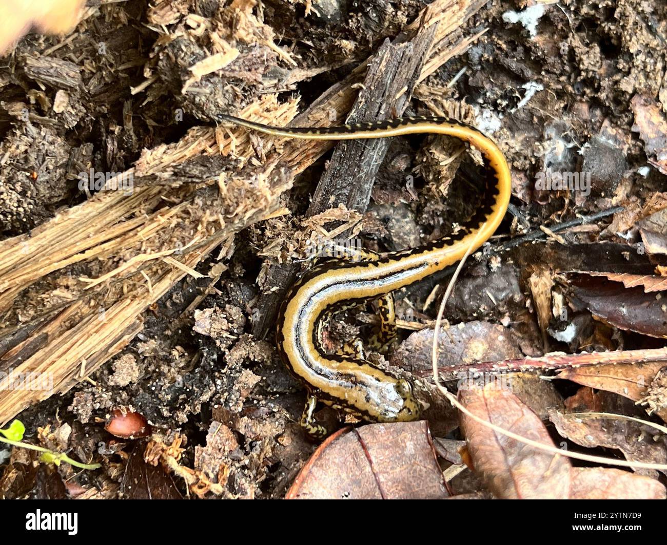Three-lined Salamander (Eurycea guttolineata Stock Photo - Alamy