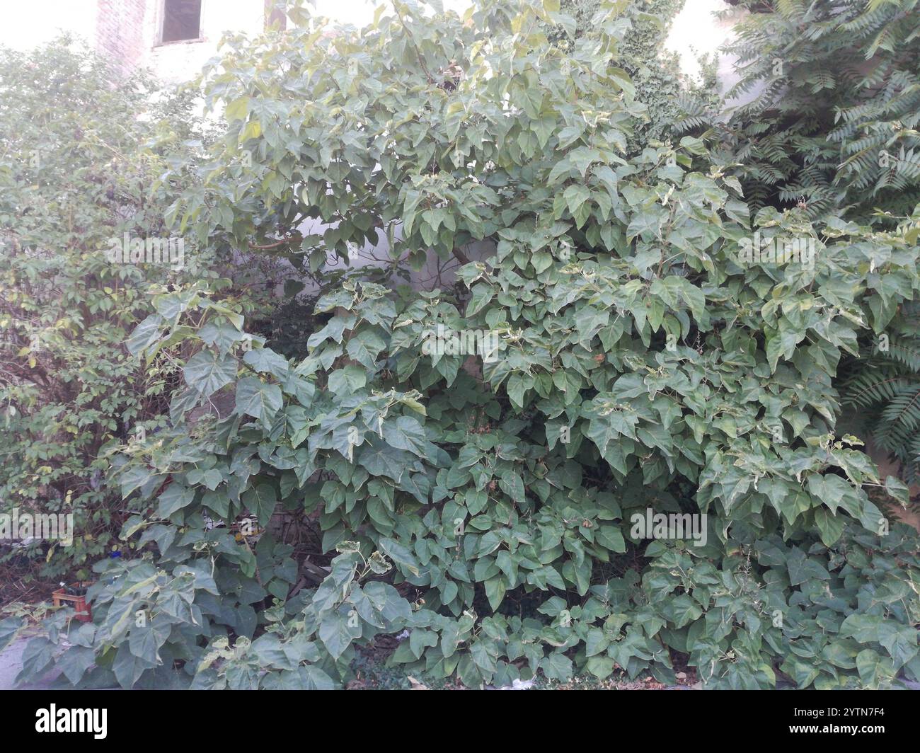 princess tree (Paulownia tomentosa Stock Photo - Alamy