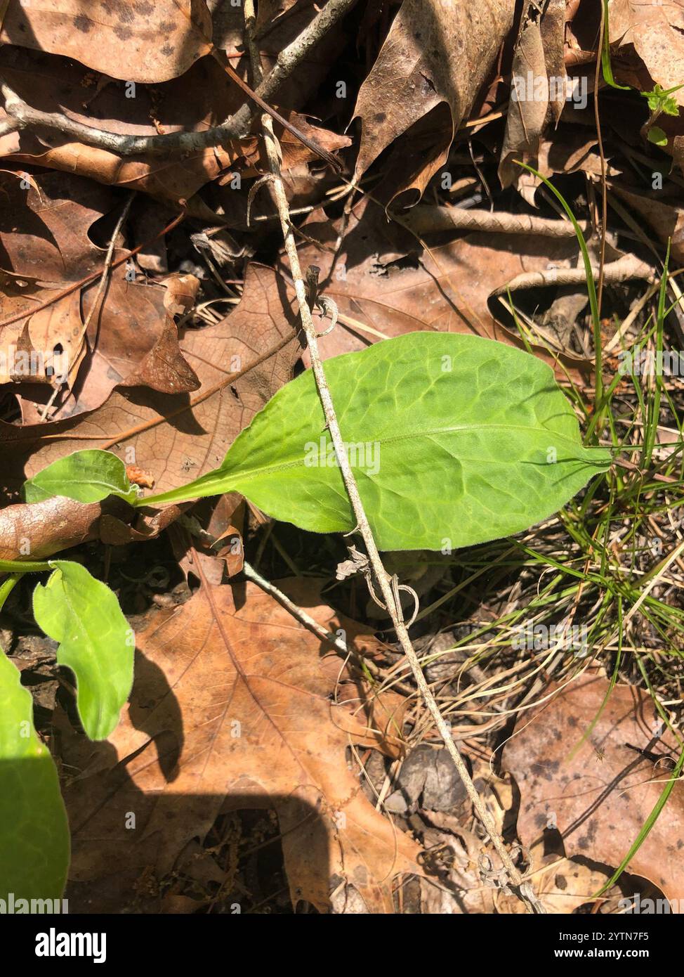 Appalachian blazing star hi-res stock photography and images - Alamy