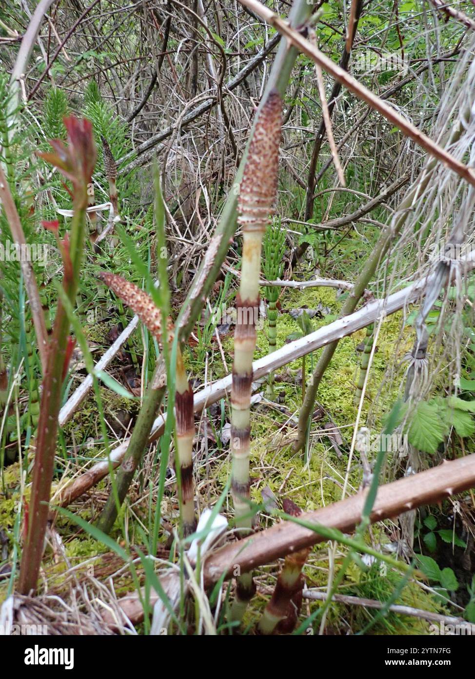 great horsetail (Equisetum telmateia Stock Photo - Alamy