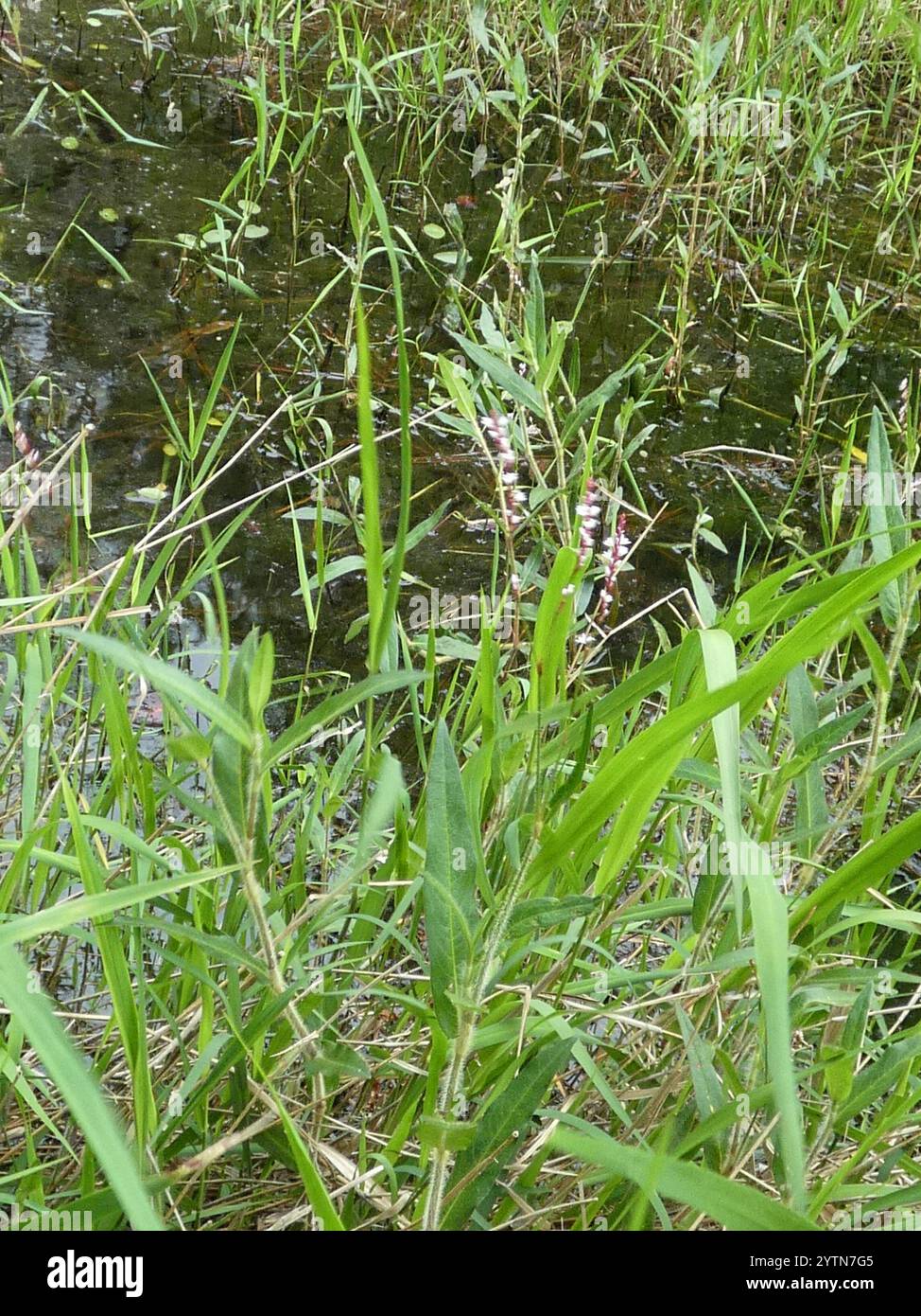 swamp smartweed (Persicaria hydropiperoides Stock Photo - Alamy