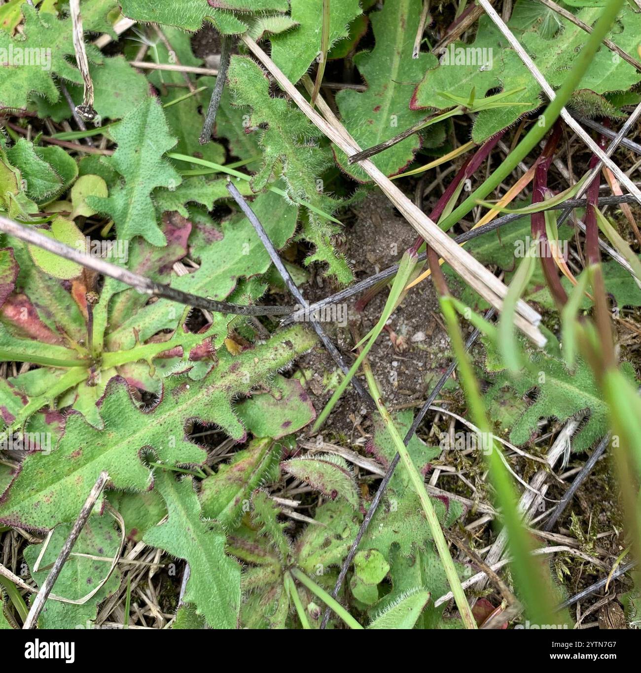 Common Cat's-ear (Hypochaeris radicata Stock Photo - Alamy