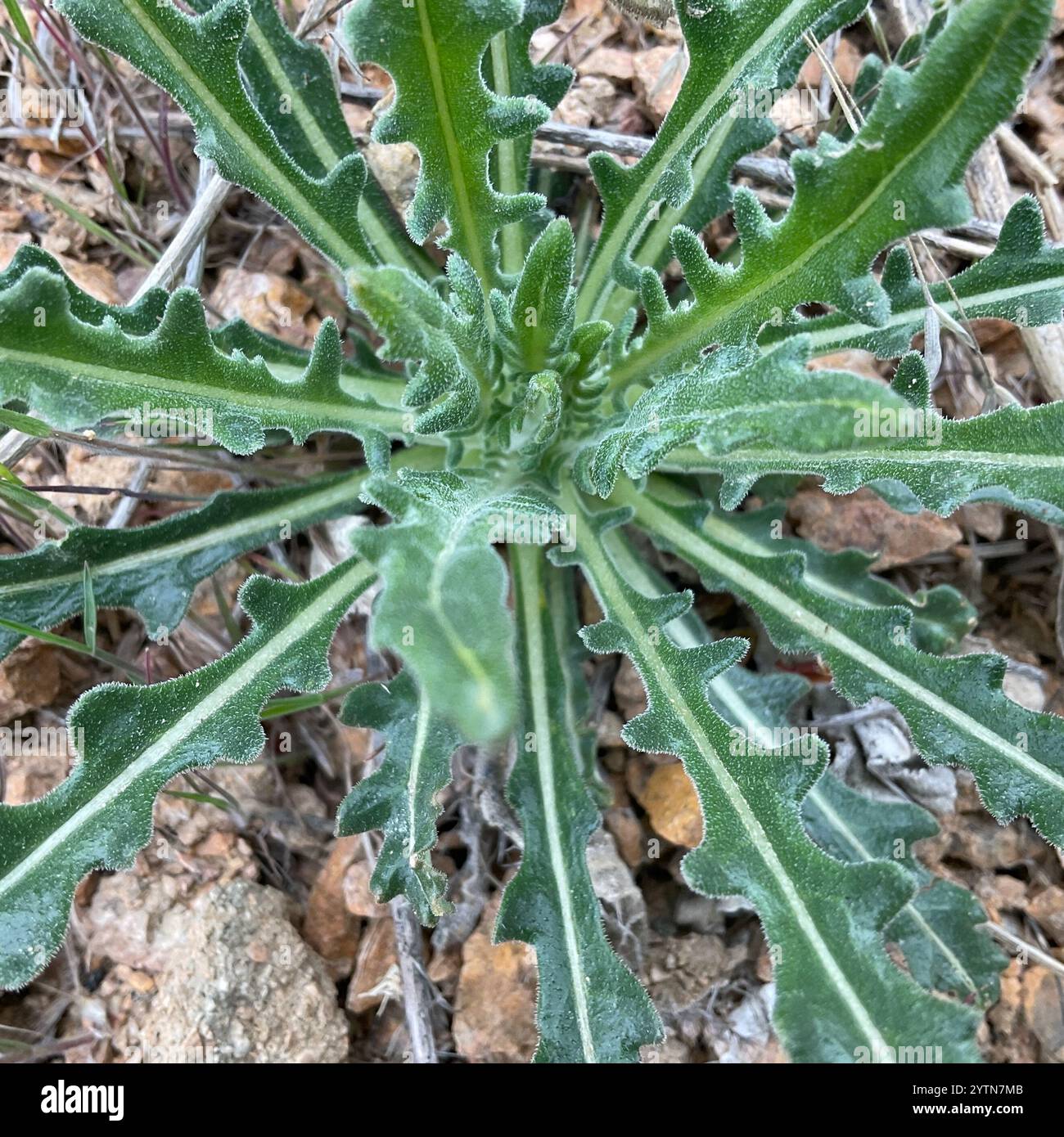Giant Blazingstar (Mentzelia laevicaulis Stock Photo - Alamy