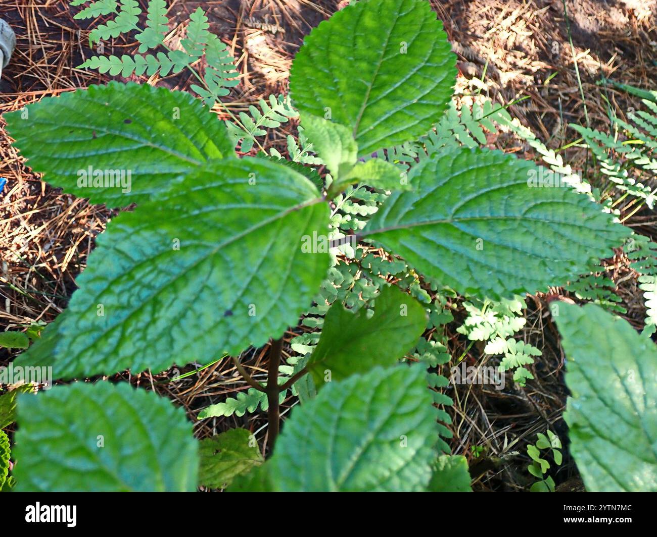 pink fly bush (Plectranthus fruticosus Stock Photo - Alamy