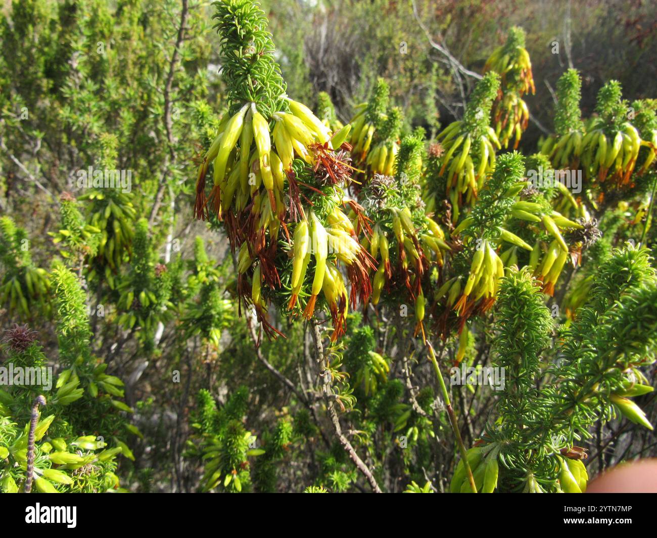 Erica coccinea coccinea hi-res stock photography and images - Alamy